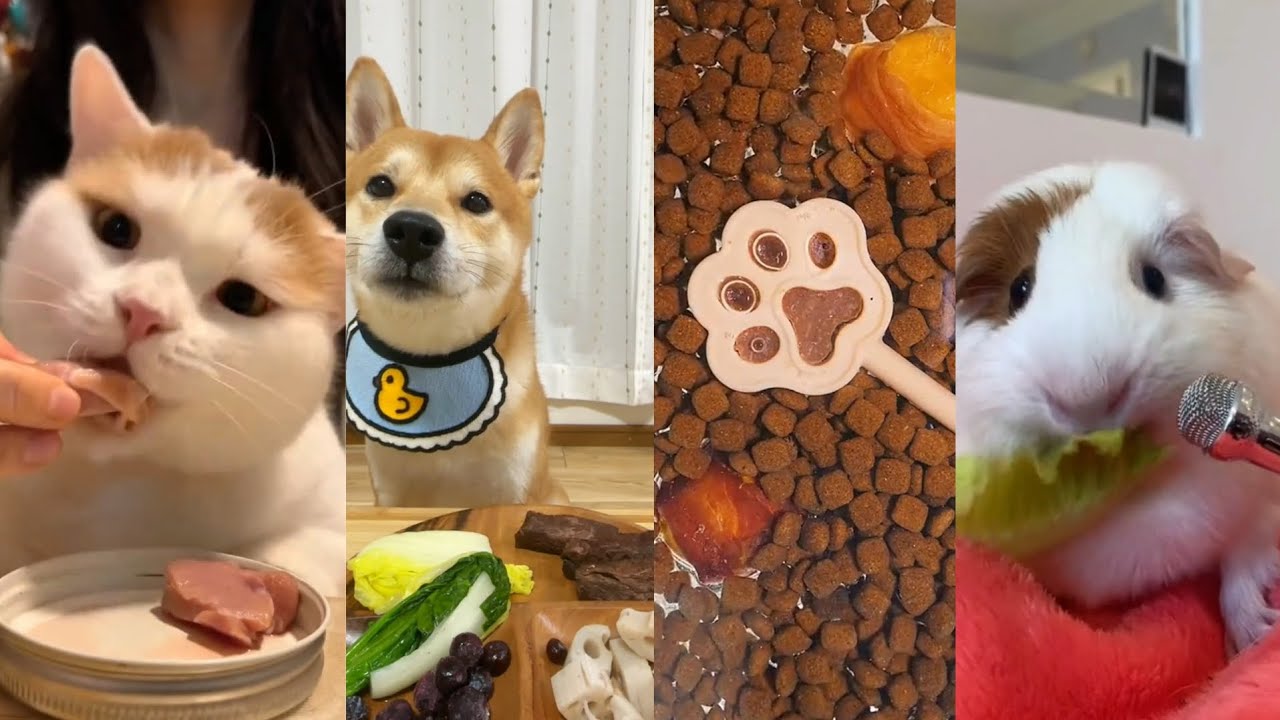 *ASMR* PET ASMR & MUKBANG COMPILATION FROM TIKTOK - YouTube