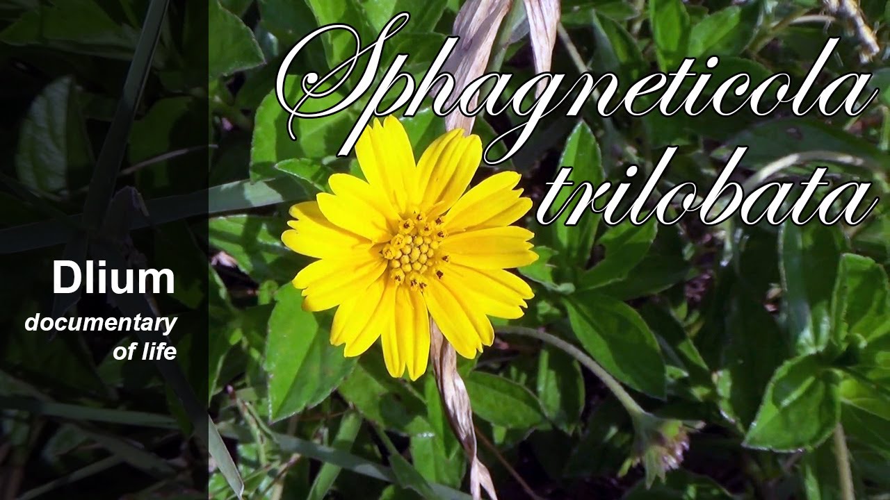 Trailing daisy (Sphagneticola trilobata) - part 1 - YouTube
