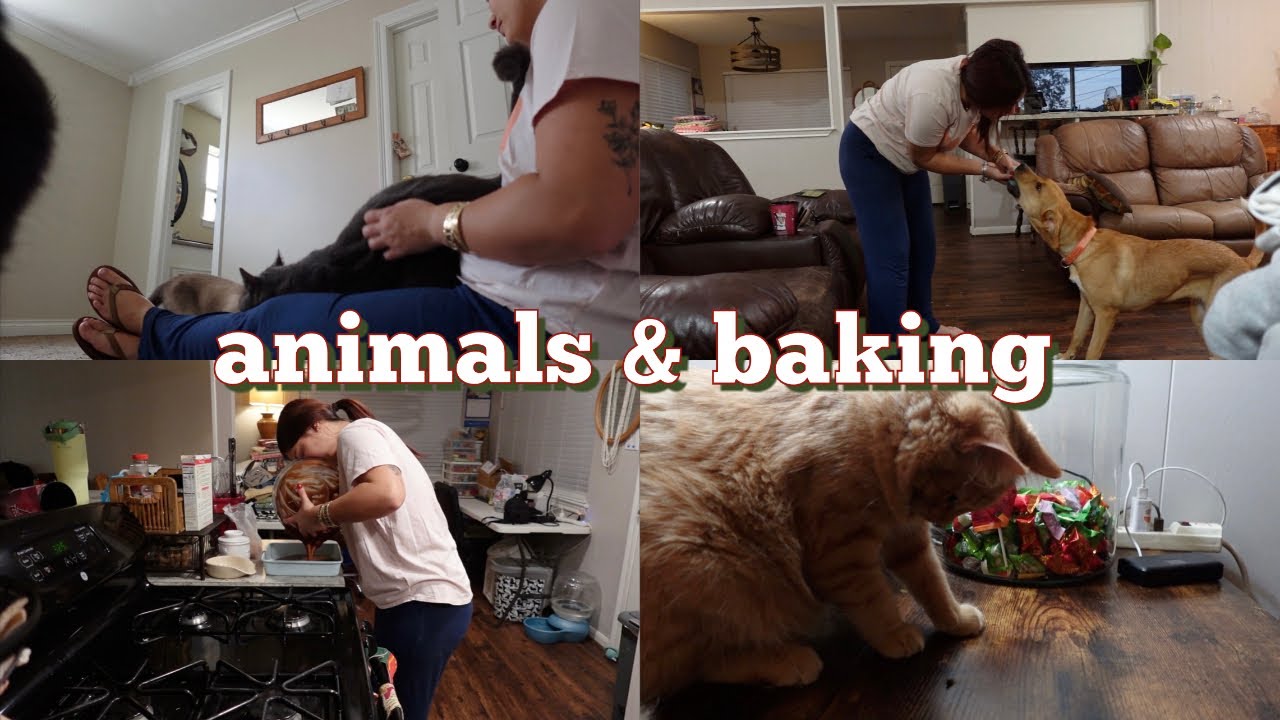 VLOGMAS DAY 16: hanging out with all my animals & baking (again) - YouTube