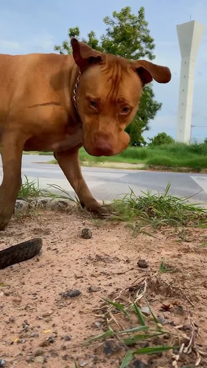 Dog vs snake?🐍 - YouTube