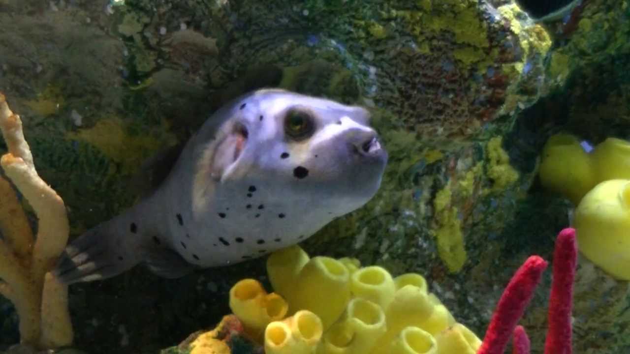 Dogface Puffer Fish Denver Zoo - YouTube