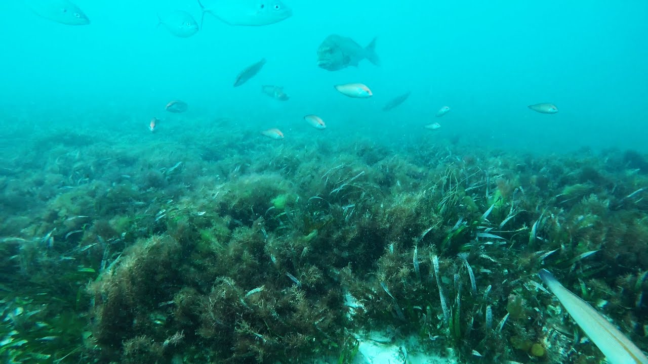 Underwater Camera on an Inshore Reef - YouTube