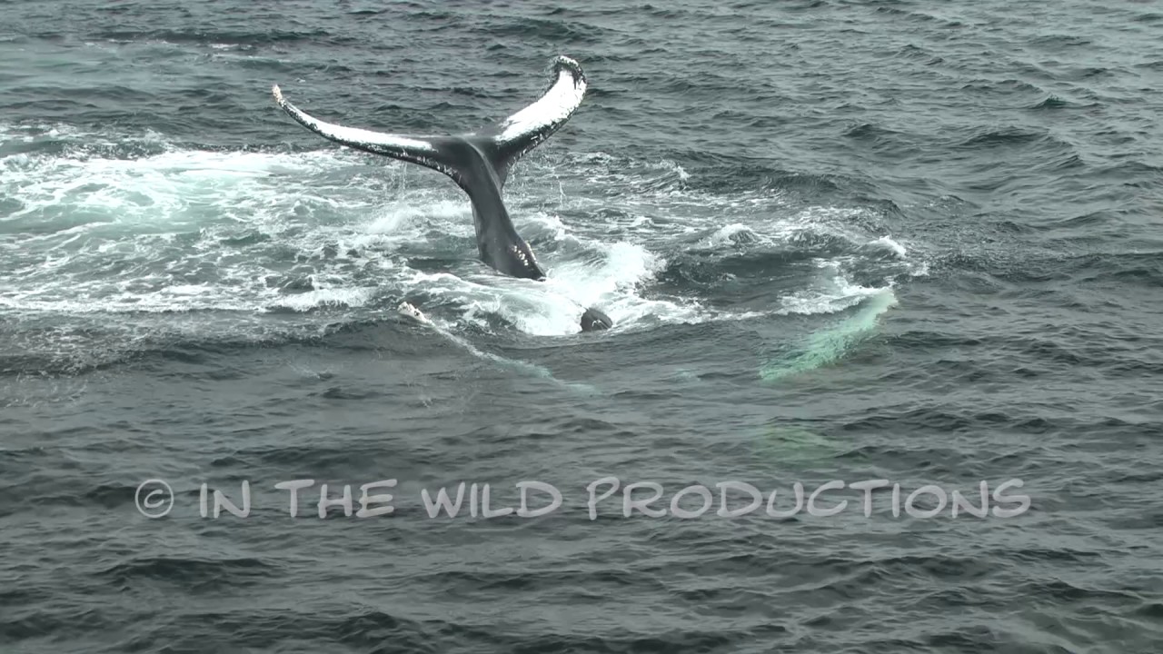 Humpback Whale Lobtail Footage 120100 - YouTube