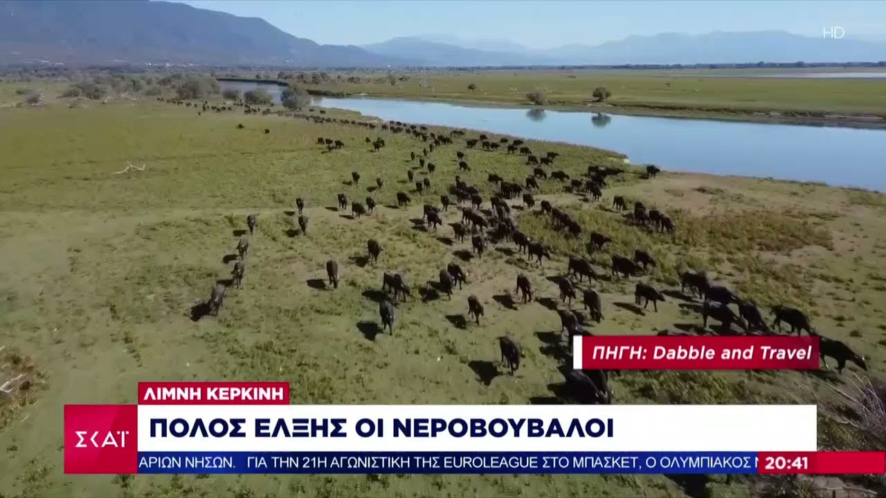 Λίμνη Κερκίνη: Πόλος έλξης οι νεροβούβαλοι | Ειδήσεις Βραδινό Δελτίο ...