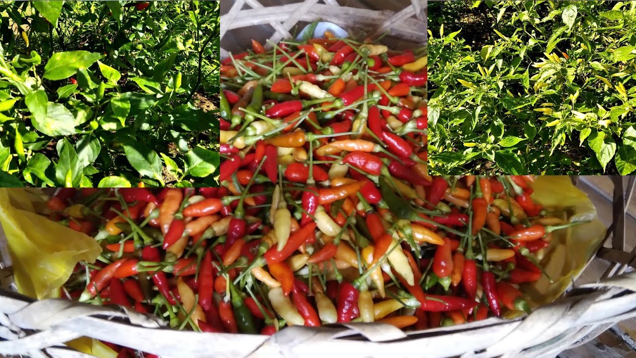 Sili farming local chillies. - YouTube