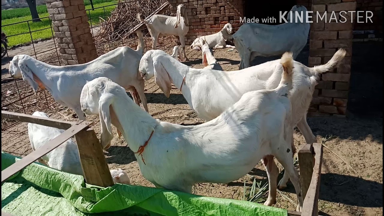 goat farming .goat farming in pakistan .gulabi goat farm .gulabi goat ...