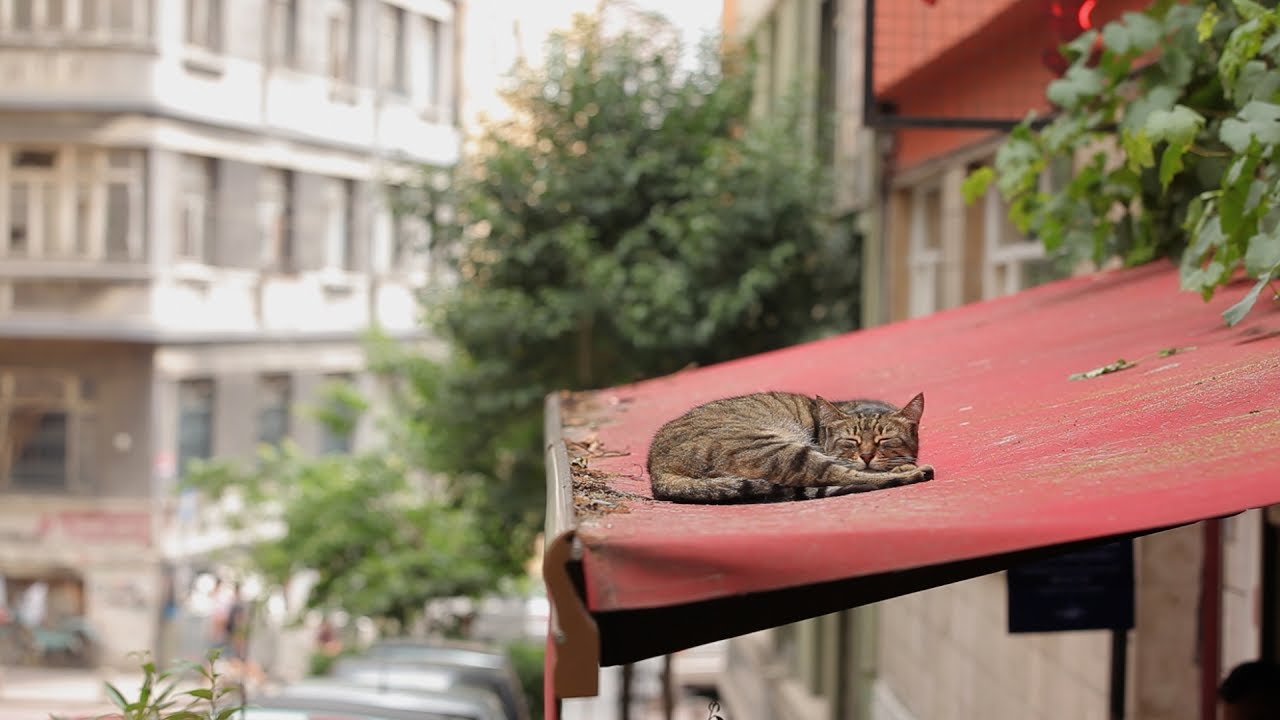 "Kedi" el documental sobre los gatos de Estambul llega a España - YouTube