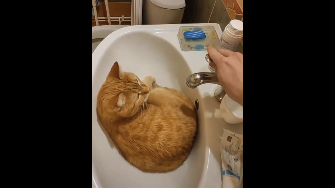 Beautiful and amusing cats - YouTube