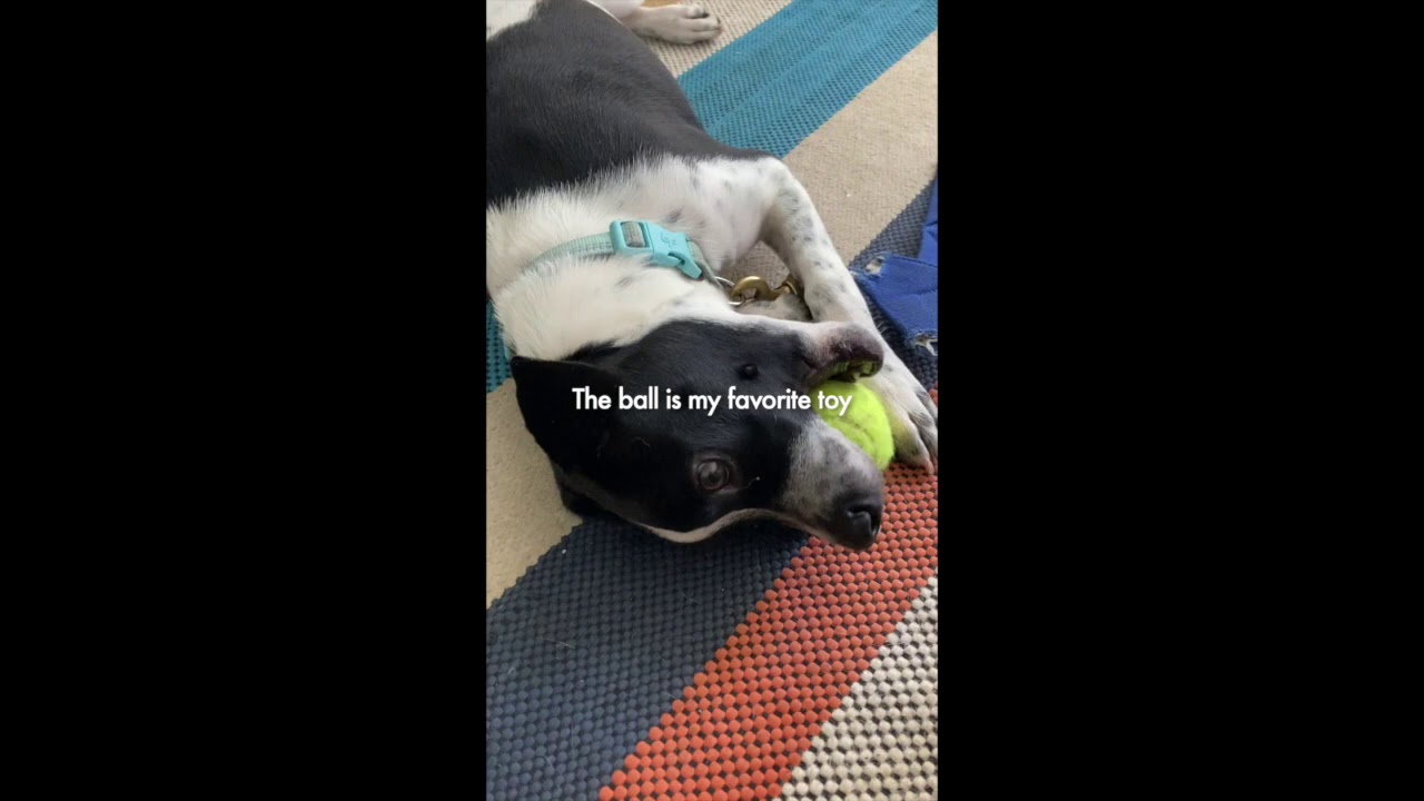 Buddy (rescue puppy South Florida) - YouTube