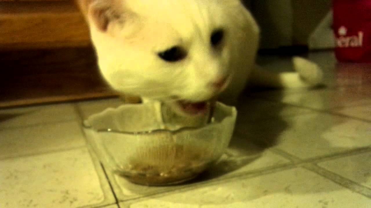 Cat Eating Angry - YouTube