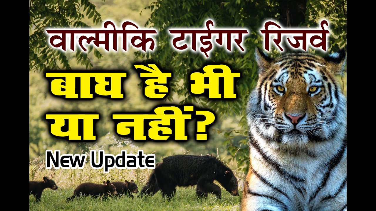 Valmiki Tiger Reserve Bettiah Bihar में कितने बाघ बचे हैं ? Tigers in ...