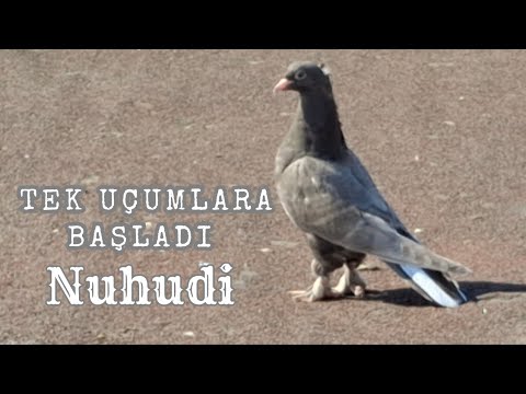 Oyunkuşu Nuhudi Tek Uçumlara Başladı | Kümeslerin Ve Kuşların Genel Durumu #Nuhudi #güvercin #vlog 
