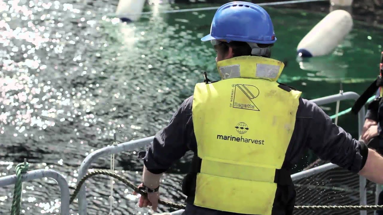 Sterling White Halibut - visit to the fish farm in Hjelmeland - YouTube