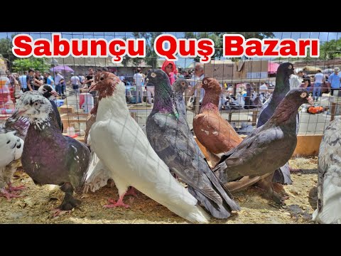 Sabunçu Quş Bazarı @xəzərbagirov7 2 iyul 2023
