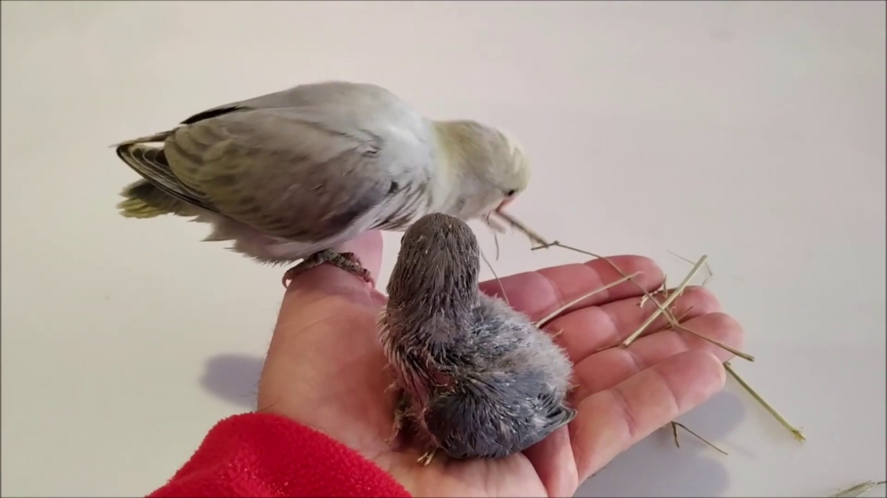 Agapornis papilleros - YouTube