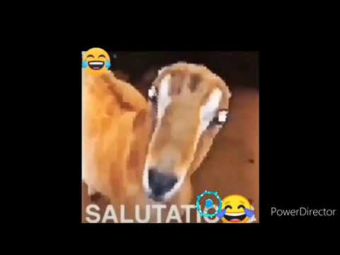 uz pirkollar