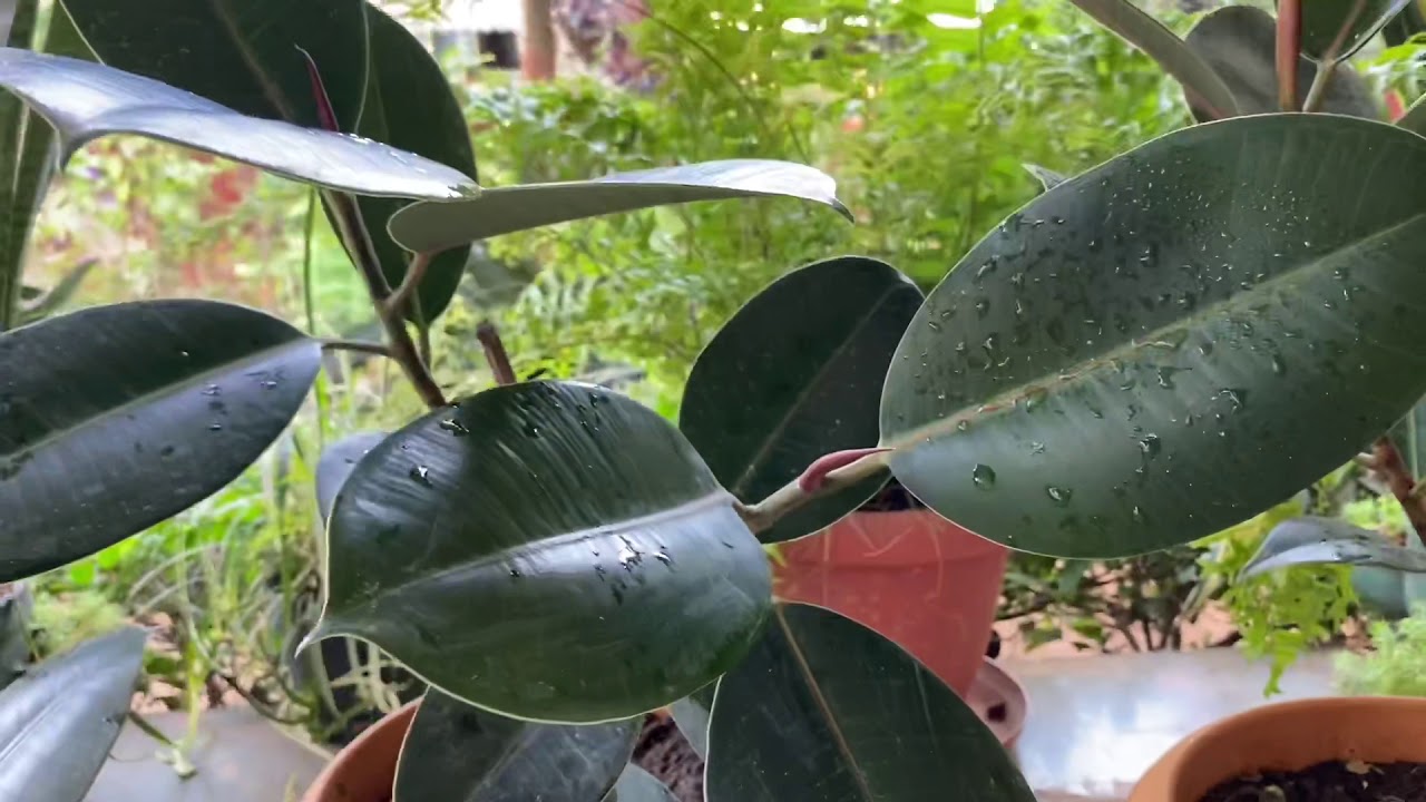 Rubber plant -best air purifier-मराठी - YouTube