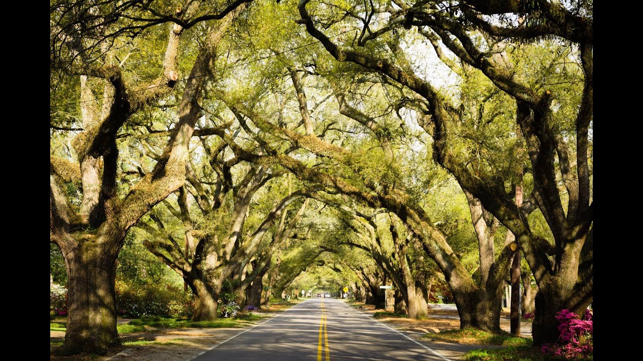 Making It Grow - The Aiken Arboretum - YouTube