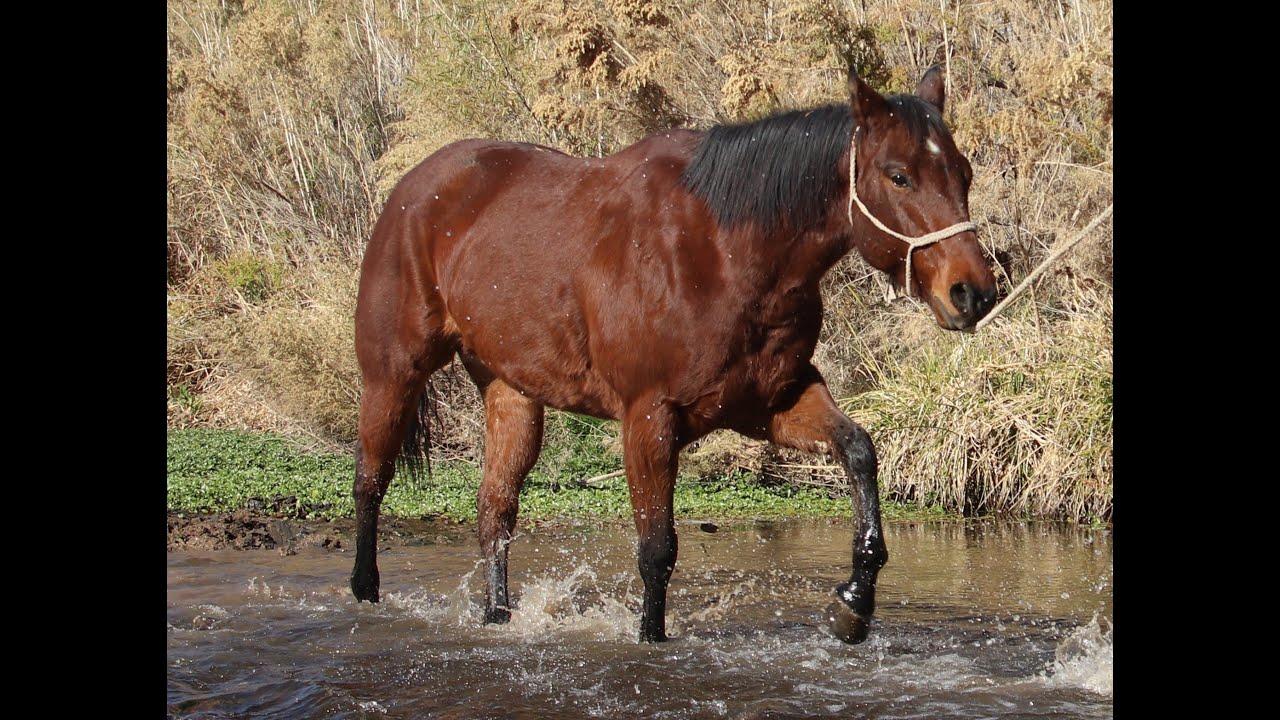 2020 AQHA Gelding - Great Ranch Horse, Started in the arena. Safe and ...