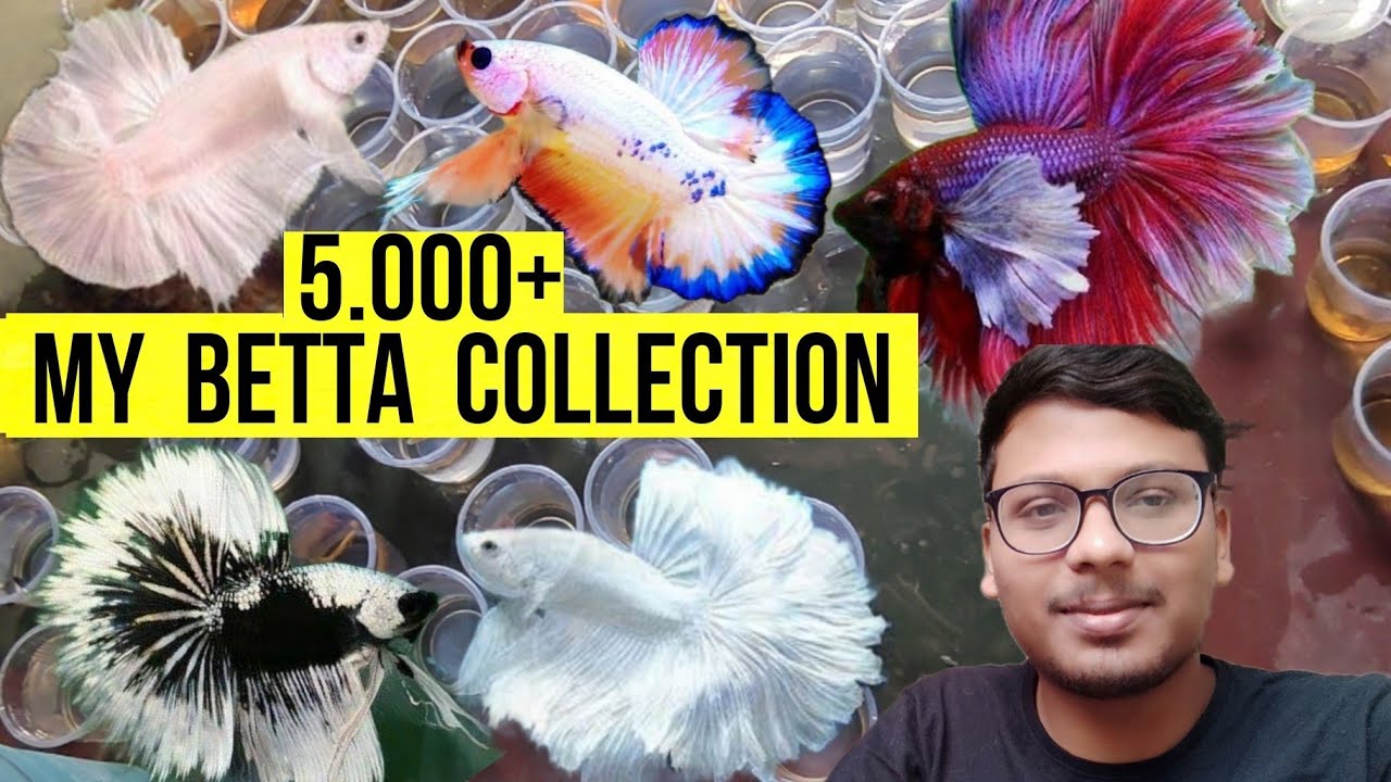 MY 5.000 BETTA FISH COLLECTION | BETTA FISH BREEDING | BETTA FISH TANK ...