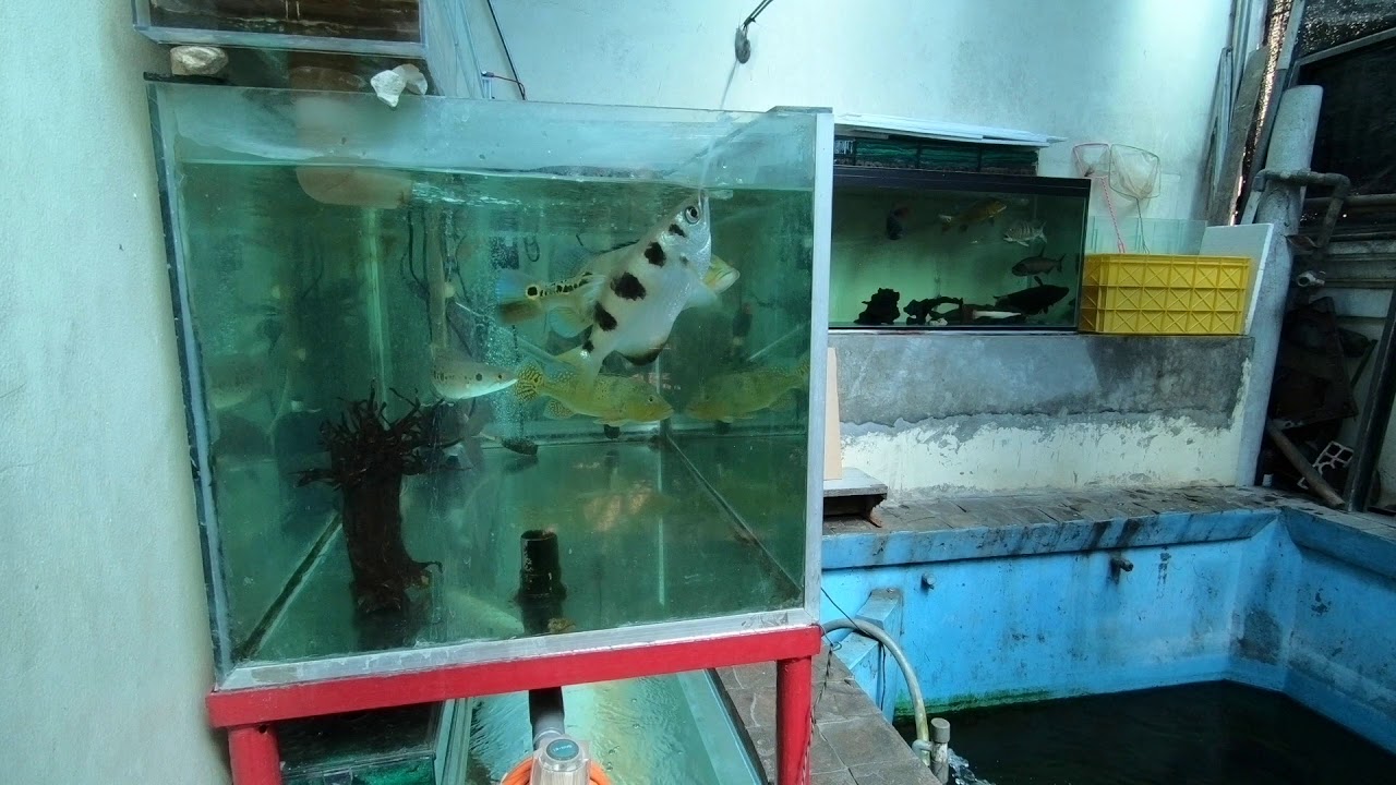 Archerfish in Action, Spits perfect aim. Ikan Sumpit beraksi. - YouTube