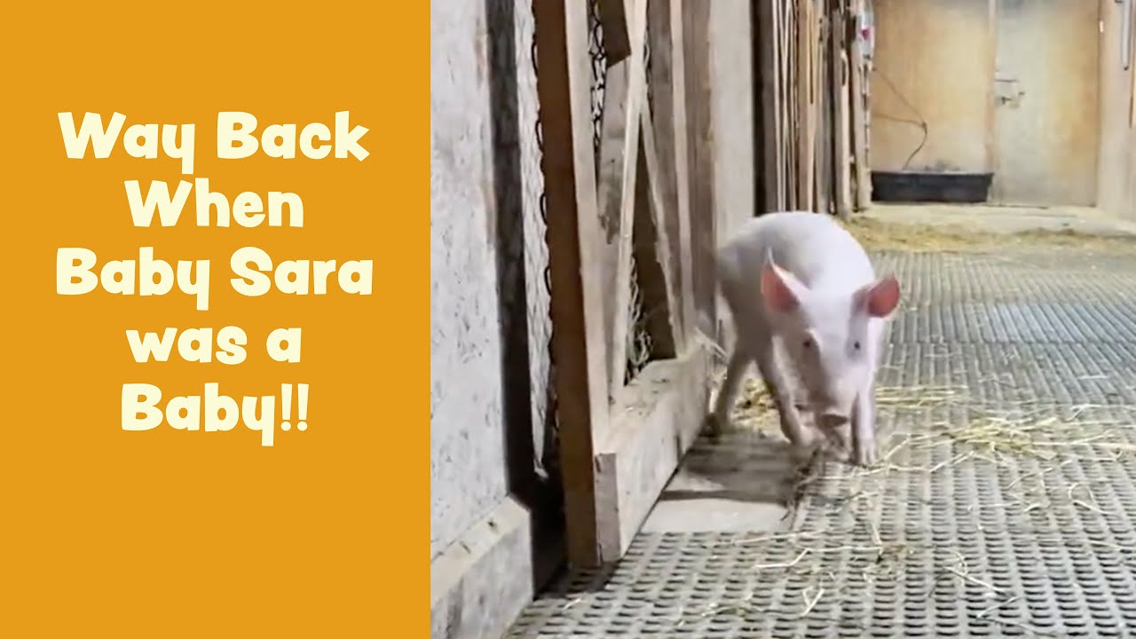 Remember when Baby Sara was just meeting her pig family?? - YouTube