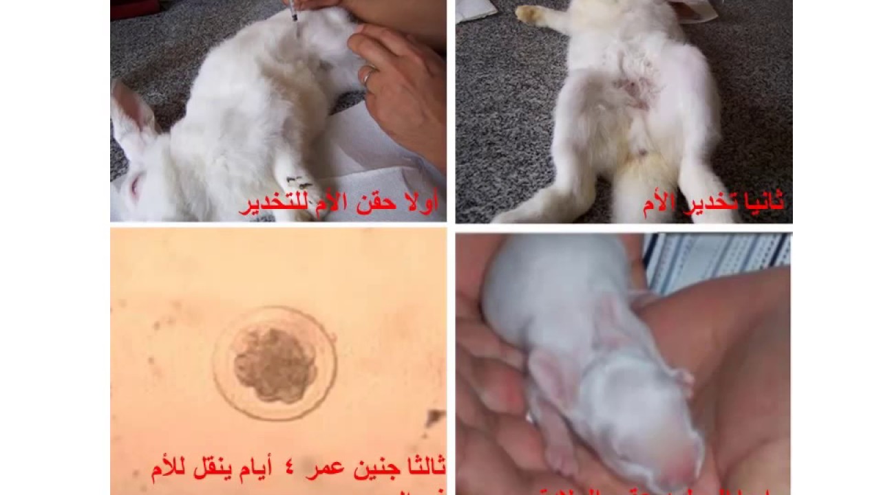 embryo transfer in rabbit | نقل الاجنة - YouTube