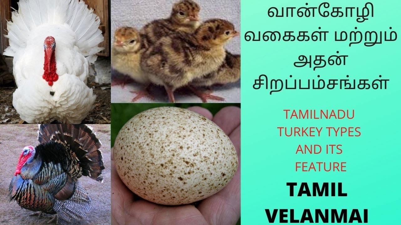 Vankoli Types in Tamilnadu || Turkey Types || best Turkey || Tamil ...
