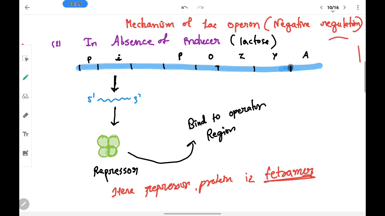 Lac Operon (Remnant of operon concept in last video) - YouTube