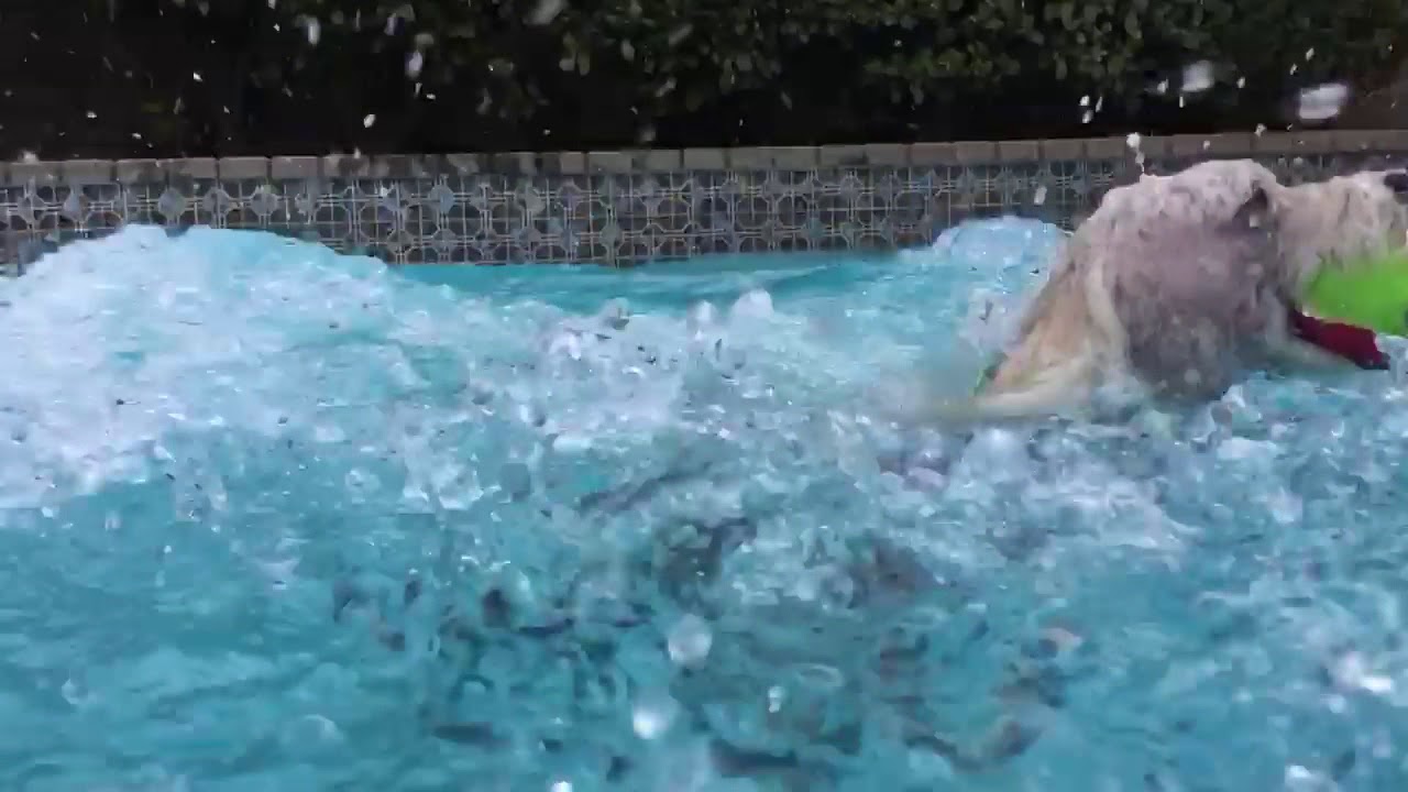 Dog diving into pool - YouTube