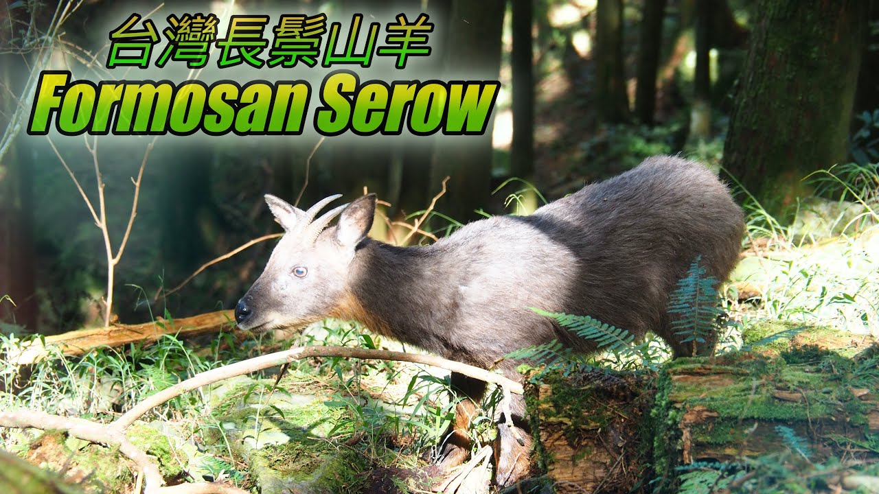 Formosan Serow 台灣長鬃山羊 ( HD 1080p) - YouTube
