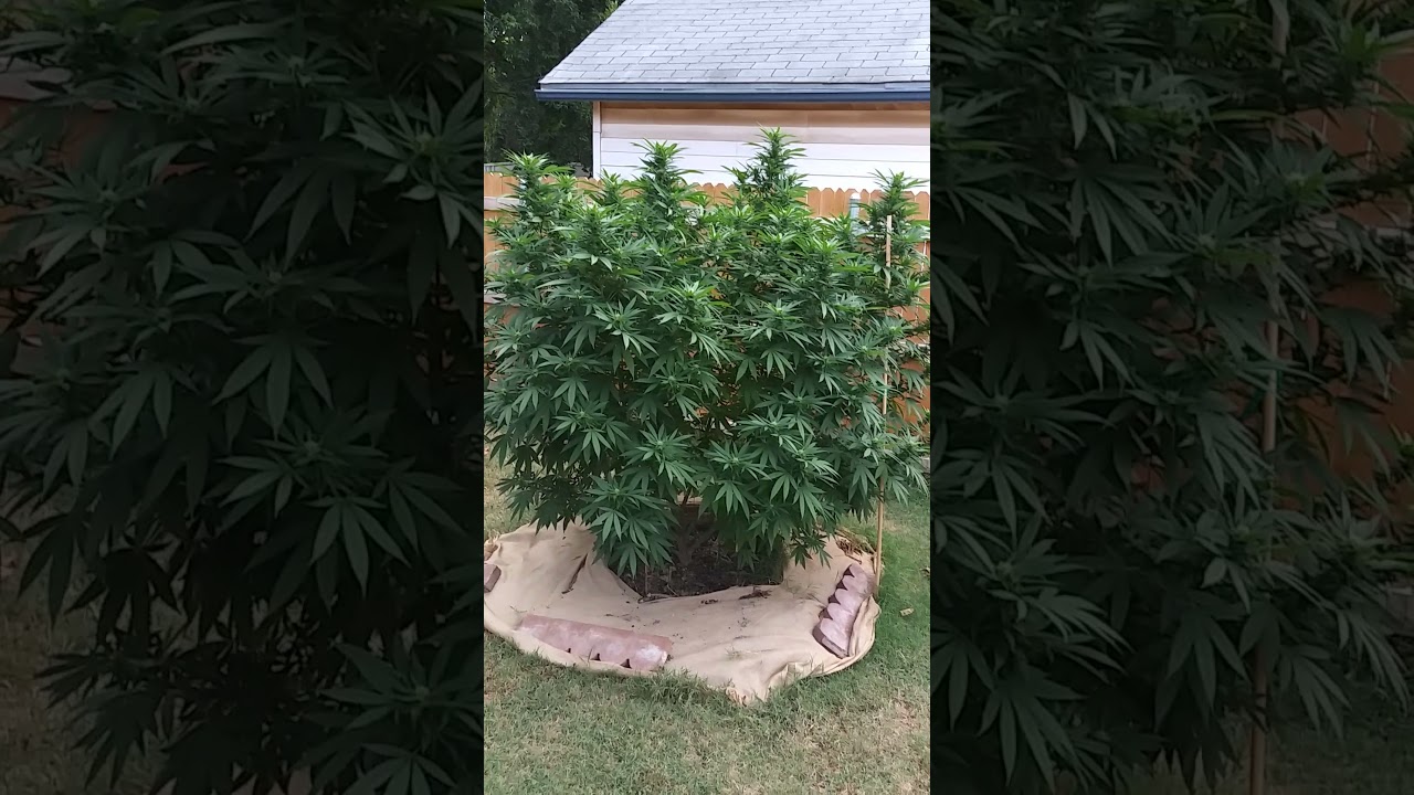 in ground outdoor marijuana grow 2021|| August 22nd - YouTube