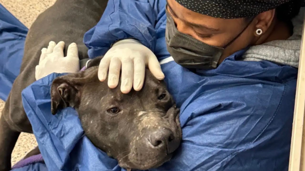 Stray Dog Fell In Love With His Rescuer; What Happened Next Was Amazing ...