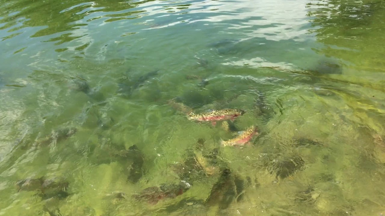 Feeding The Fish at the Powder Mill Fish Hatchery in New Durham NH ...