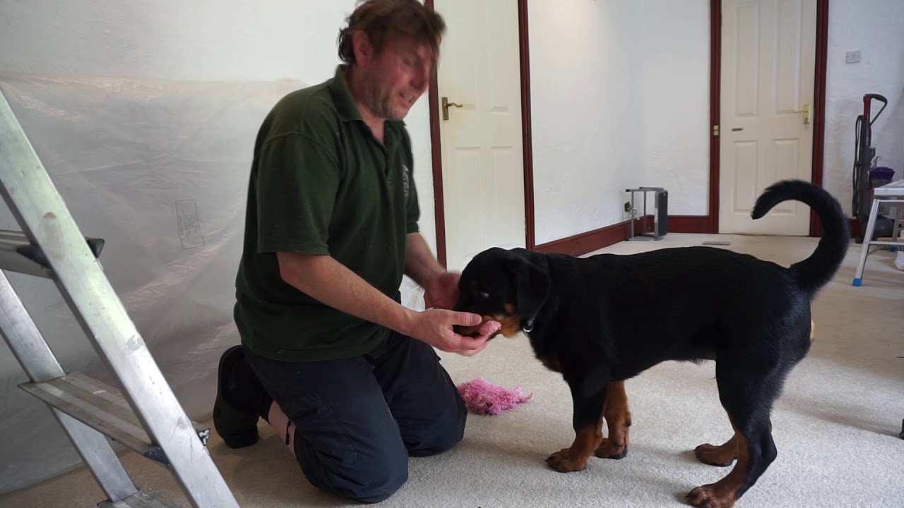 Teddie's Diary Part 7 (15 week old puppy being trained, Rottweiler ...