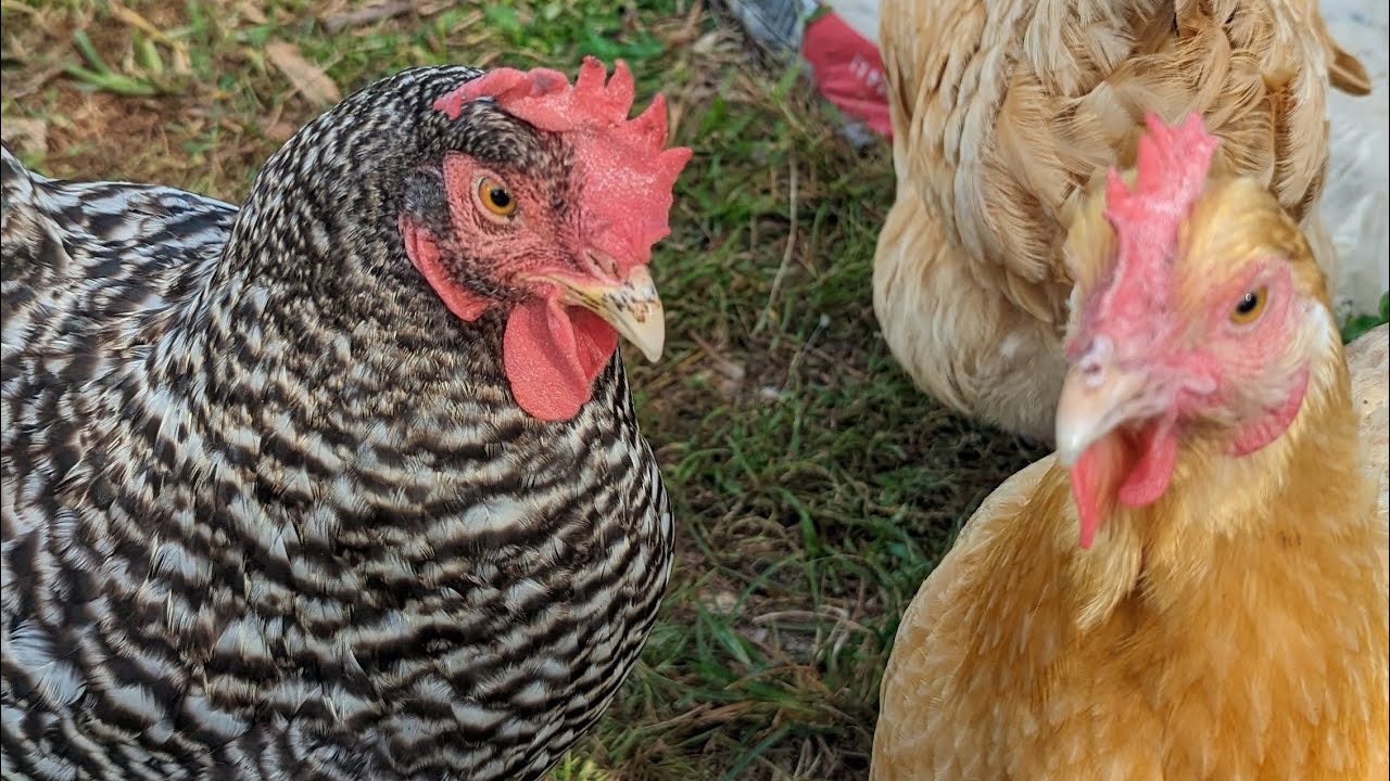 Did Your Chickens Stop Laying Eggs Are They Losing Their Feathers did-your-chickens-stop-laying-eggs-are-they-losing-their-feathers
