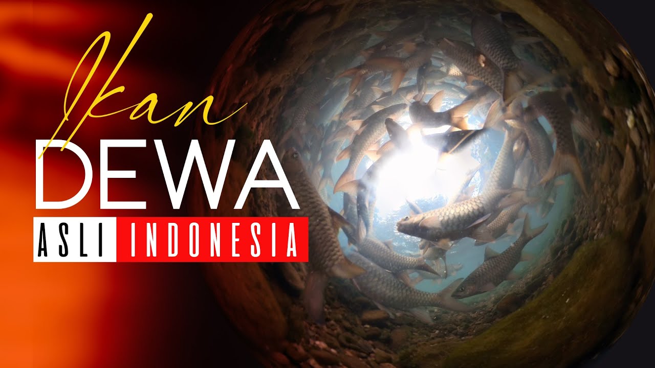 Mengenal lebih dekat #ikan #dewa asli #indonesia yang harganya selangit ...