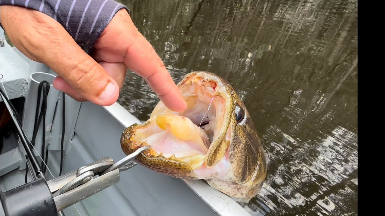 A DIFERENÇA DE TRAÍRA PARA TRAIRÃO, VOCÊ SABIA? - YouTube