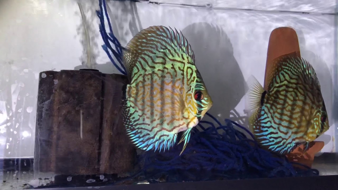 Close Up Look on Discus, Angels, Rams, and Guppies - YouTube