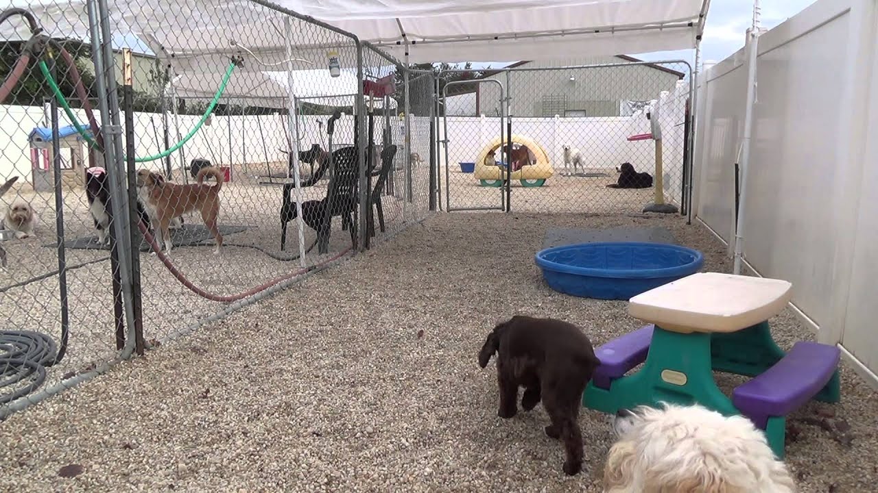 Dog Gone Fun Daycare, Training, and Boarding - YouTube