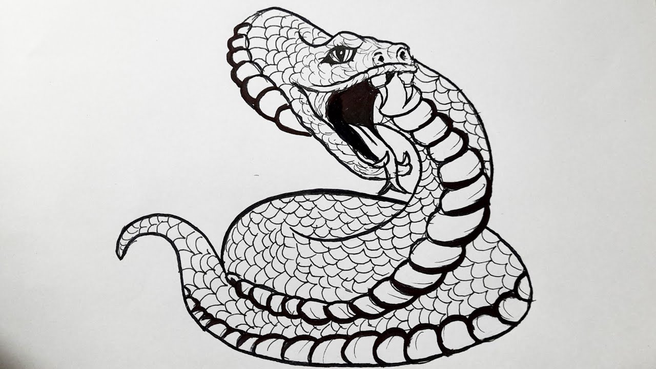 Snake Face Drawing