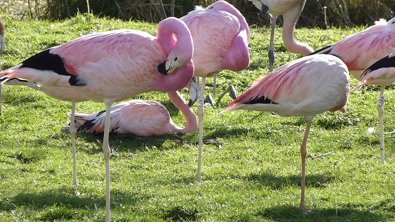 James' flamingo aggressive behaviour - YouTube
