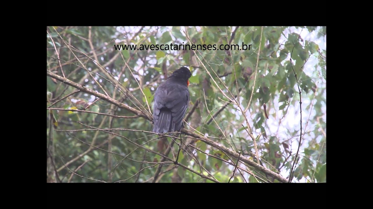 Pavó, Pyroderus scutatus, Red-ruffed Fruitcrow - MVI_15.06.2012 - YouTube