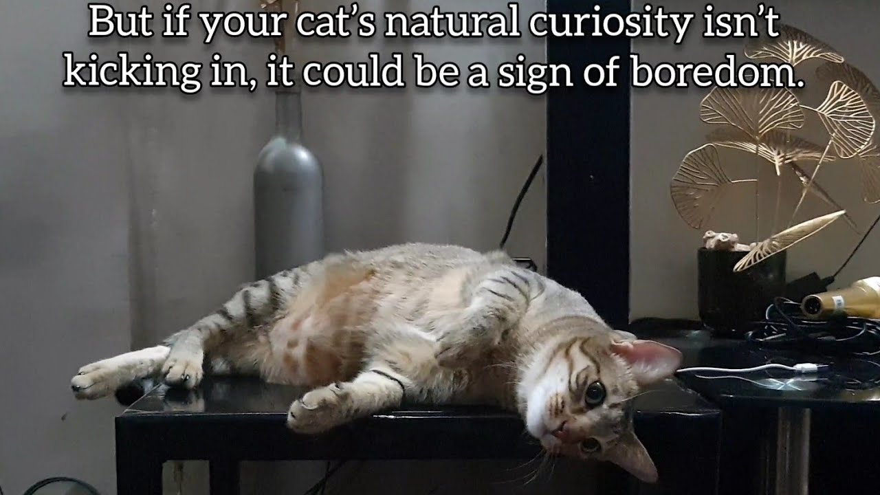 Is Your Cat Bored? 6 Signs You’re Dealing With Cat Boredom - YouTube