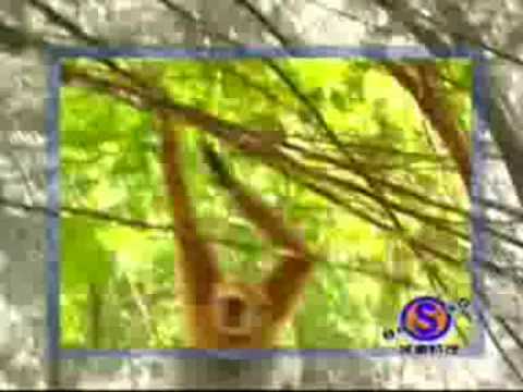 Shambanzy is messing with 2 young lions! Funny - YouTube