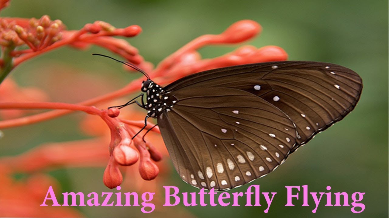 Amazing Butterfly Flying - YouTube