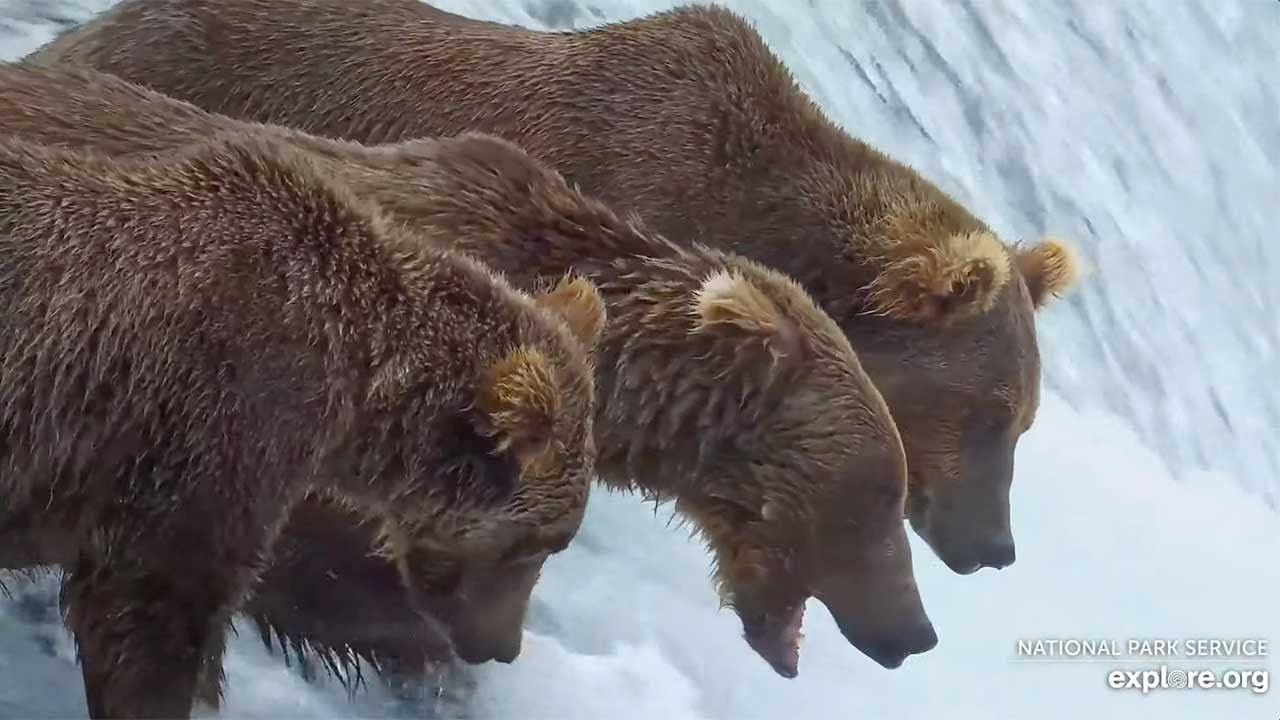 909 Junior, 909, and 910 Fish on the Lip Together - August 6, 2023 ...