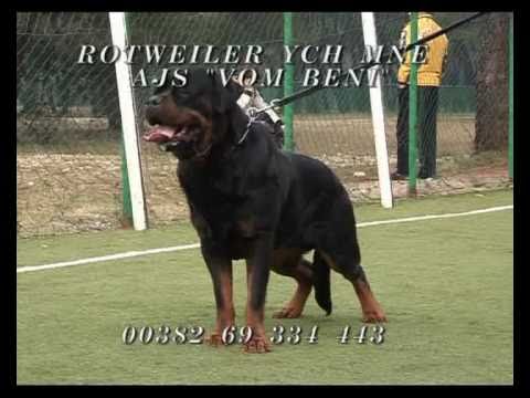 Rottweiler YCH MNE AJS "VOM BENI" - YouTube