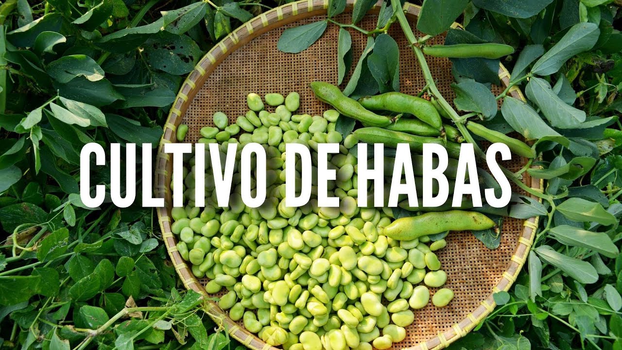 CULTIVO DE HABAS | Cultivo clave en otoño-invierno y tareas importantes ...