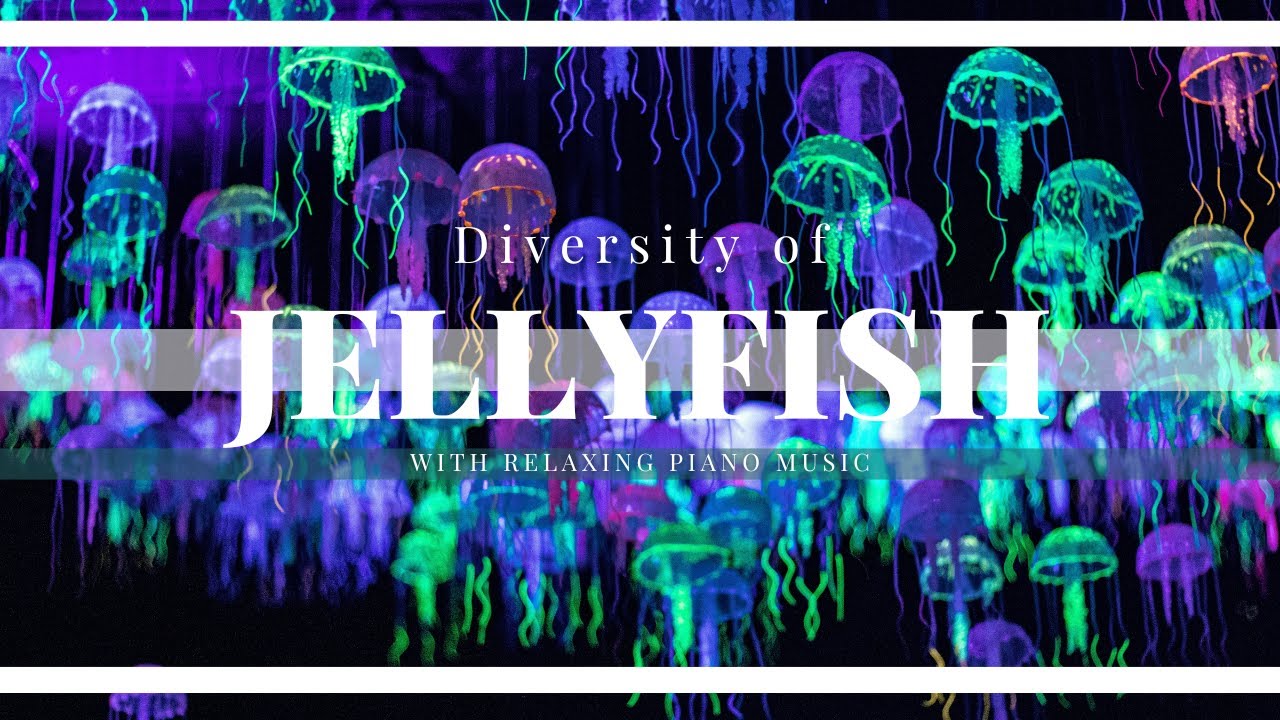 Mesmerizing Jellyfish: Explore the Diversity of Jellyfish Species with ...